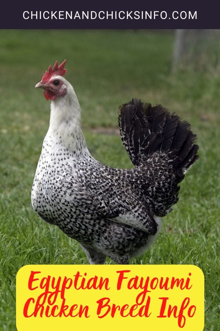 Egyptian Fayoumi Chicken Breed Info + Where to Buy - Chicken & Chicks Info