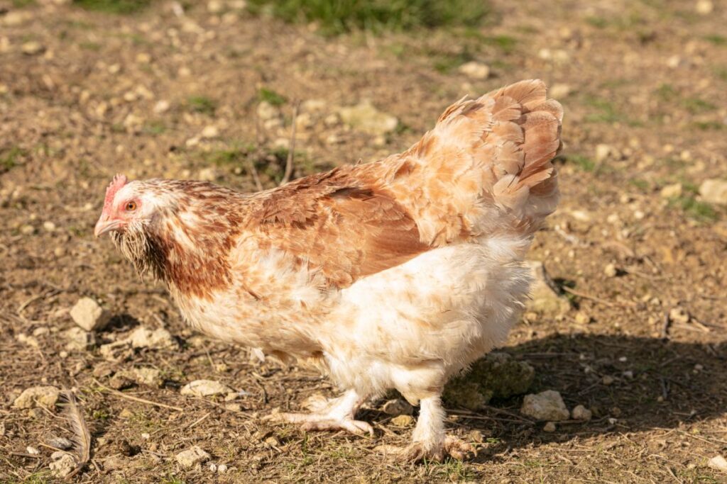 Faverolles Chicken Breed Quick Info + Where to Buy - Chicken & Chicks Info