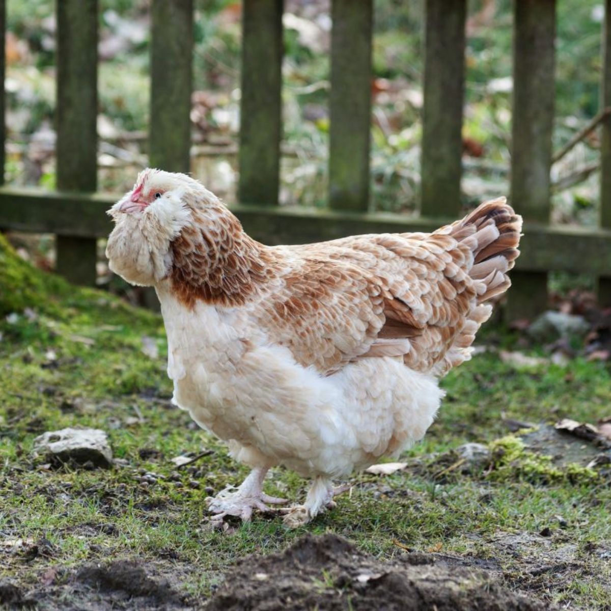 Chickens - Chicken & Chicks Info