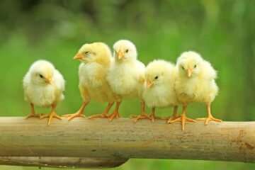 A Guide to Buying Chicks Through the Mail - Chicken & Chicks Info