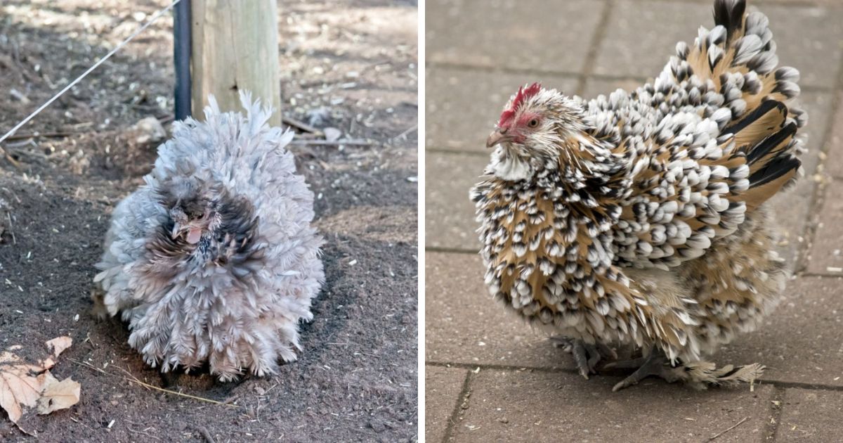 Frizzle Chicken Breed Info - Chicken & Chicks Info