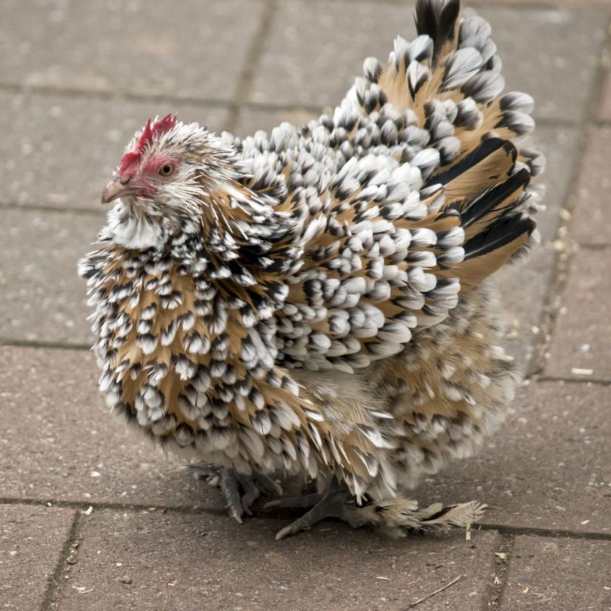 Breeds Chicken Chicks Info