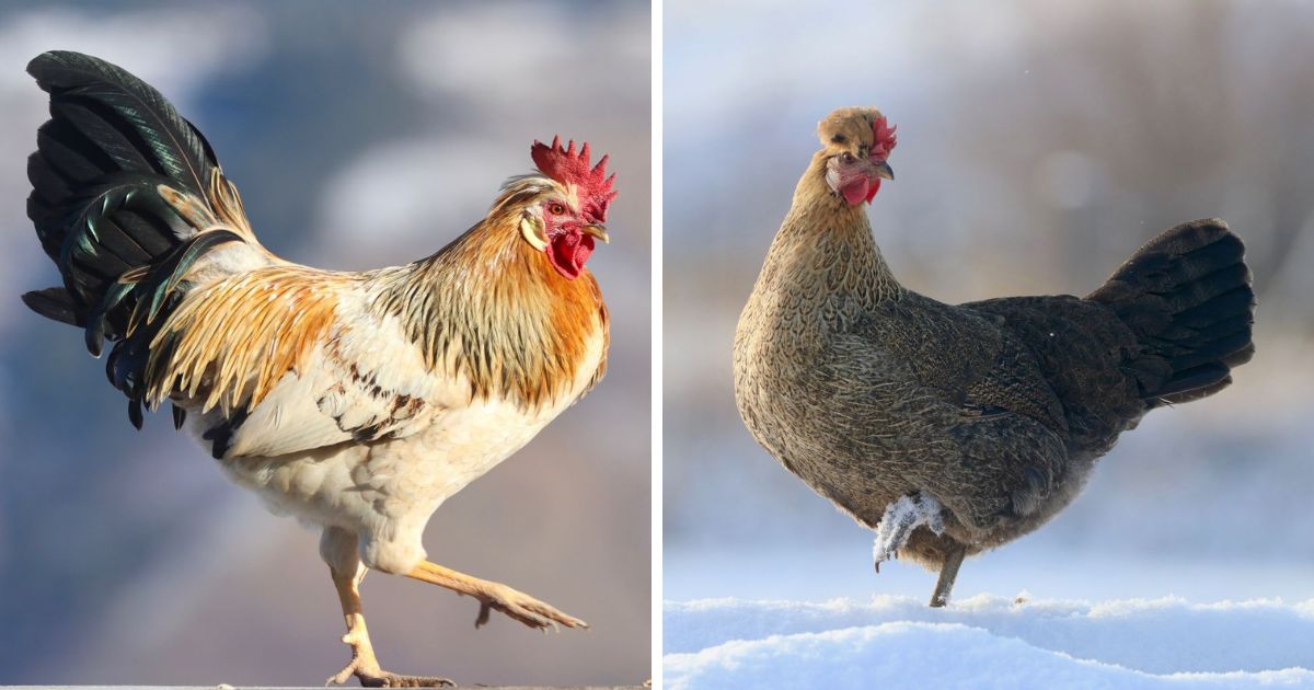 Icelandic Chicken Breed Info - Chicken & Chicks Info