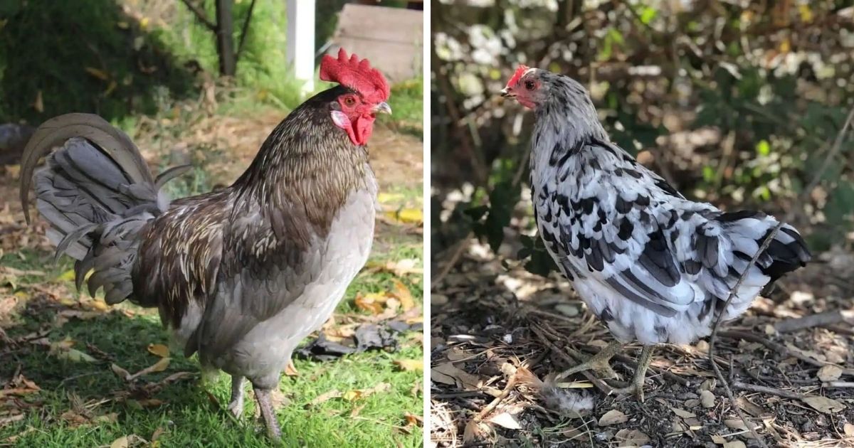 Isbar Chicken Breed Info - Chicken & Chicks Info