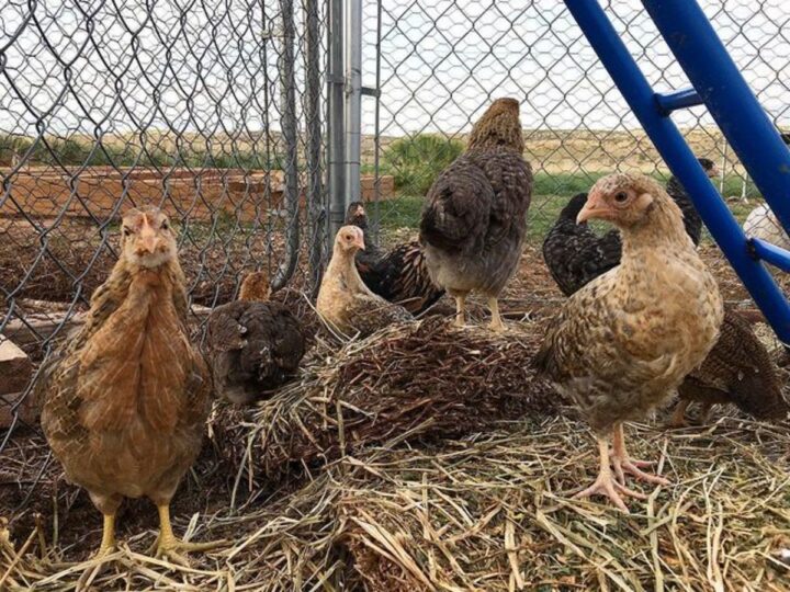 Jaerhon Chicken Breed Info - Chicken & Chicks Info