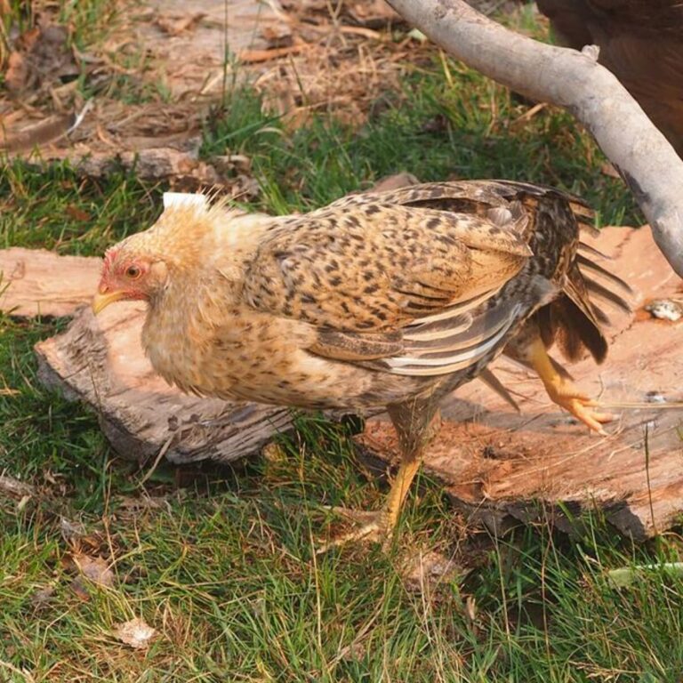 Jaerhon Chicken Breed Info - Chicken & Chicks Info