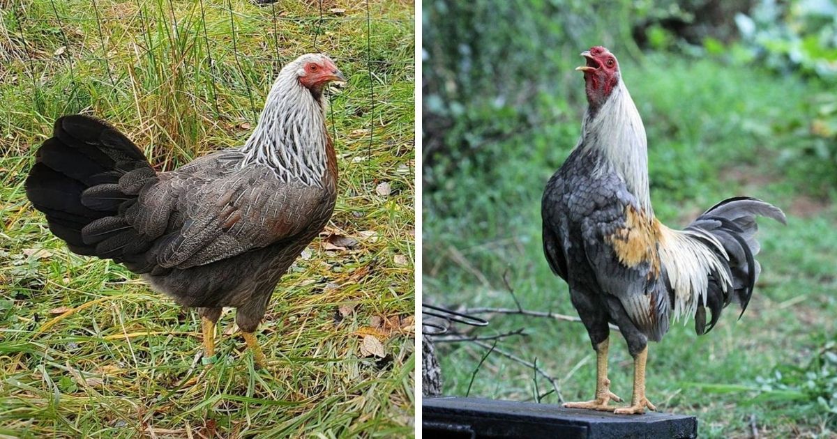 Kraienkoppe Chicken Breed Info - Chicken & Chicks Info