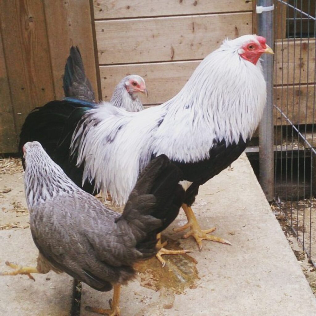 Kraienkoppe Chicken Breed Info - Chicken & Chicks Info