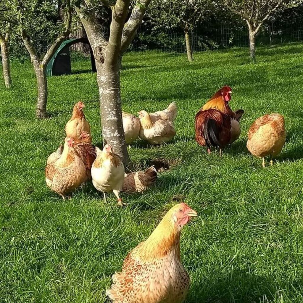 Marsh Daisy Chicken Breed Info - Chicken & Chicks Info