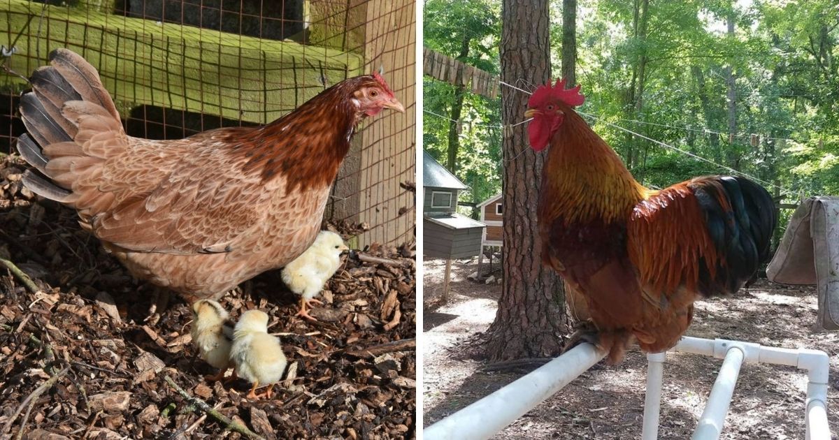 Marsh Daisy Chicken Breed Info - Chicken & Chicks Info