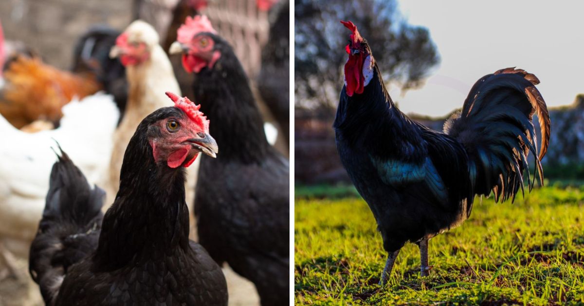 Minorca Chicken Breed Info - Chicken & Chicks Info