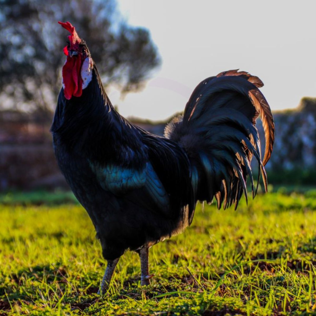 Chickens - Chicken & Chicks Info