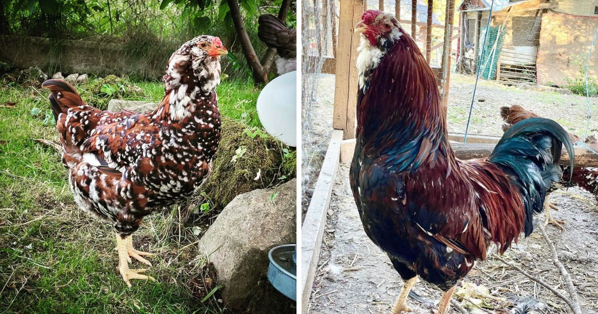 Orloff Chicken Breed Info - Chicken & Chicks Info