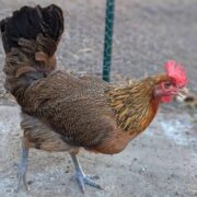 Penedesenca Chicken Breed Info - Chicken & Chicks Info