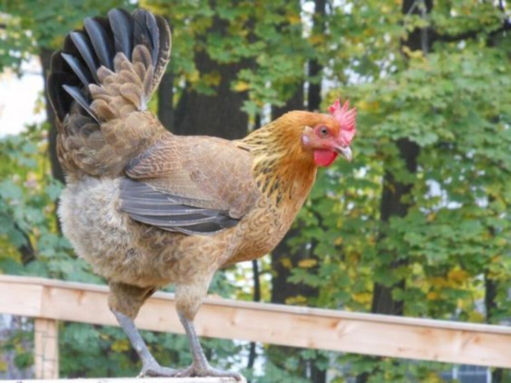 Penedesenca Chicken Breed Info - Chicken & Chicks Info
