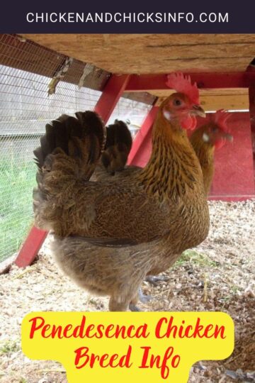 Penedesenca Chicken Breed Info - Chicken & Chicks Info