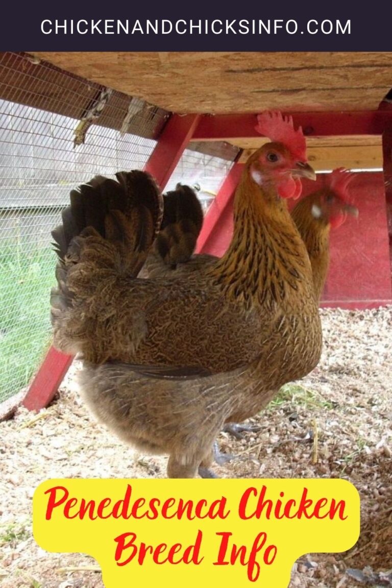 Penedesenca Chicken Breed Info - Chicken & Chicks Info