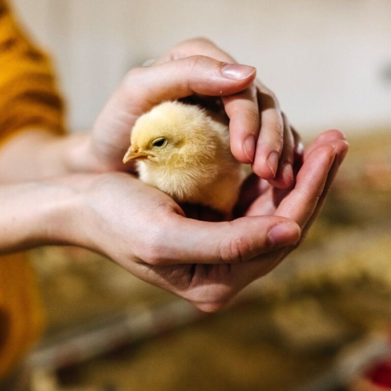 A Guide to Buying Chicks Through the Mail - Chicken & Chicks Info