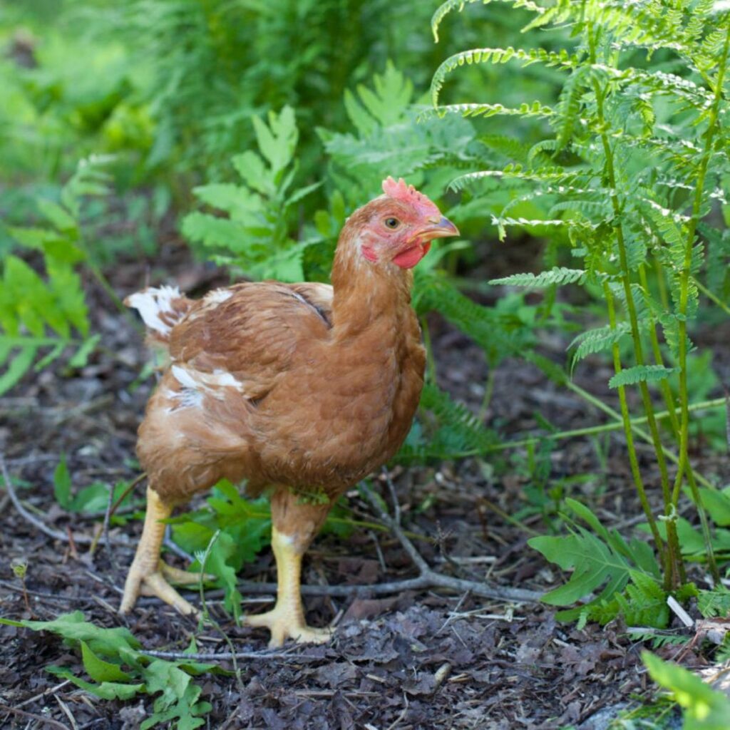 Chickens - Chicken & Chicks Info