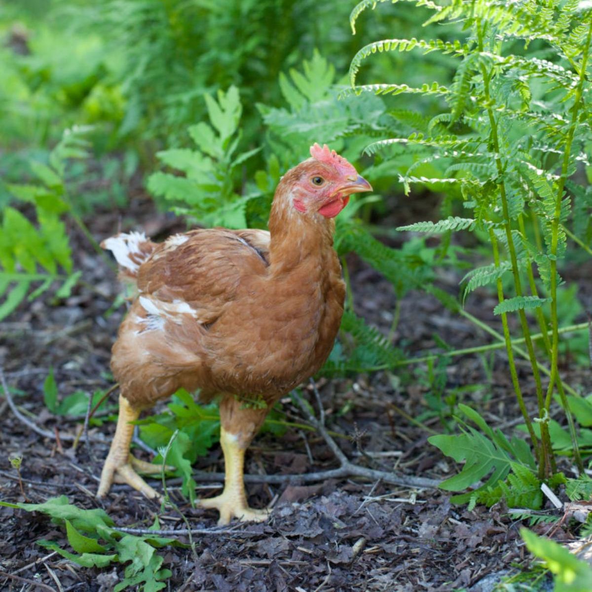 Breeds - Chicken & Chicks Info