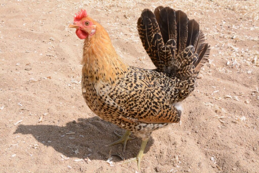 Sicilian Buttercup Chicken Breed Info + Where to Buy - Chicken & Chicks ...