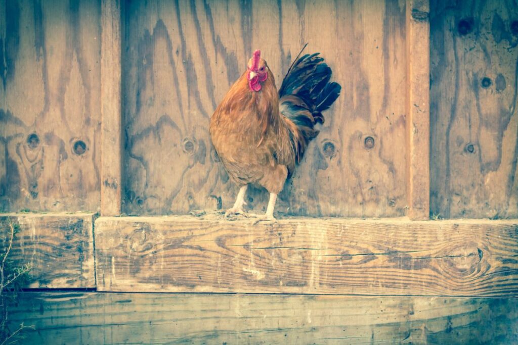 Sicilian Buttercup Chicken Breed Info + Where to Buy - Chicken & Chicks ...