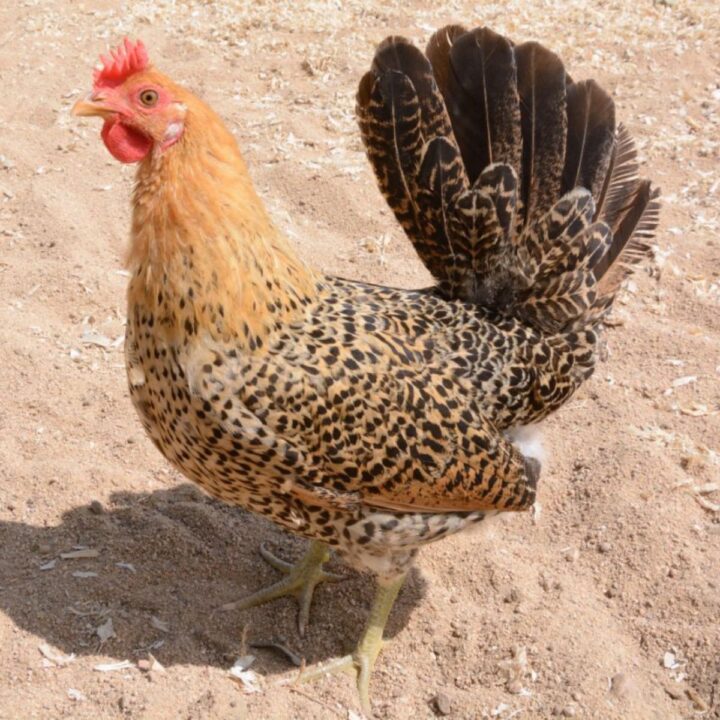 Chickens - Chicken & Chicks Info