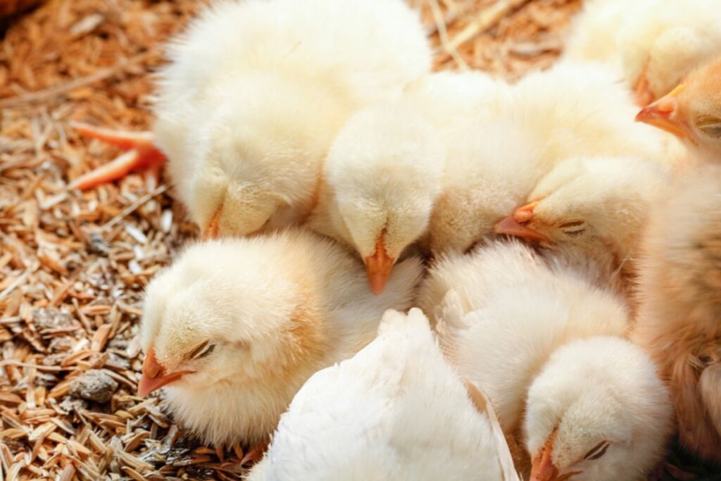 A Guide to Buying Chicks Through the Mail - Chicken & Chicks Info