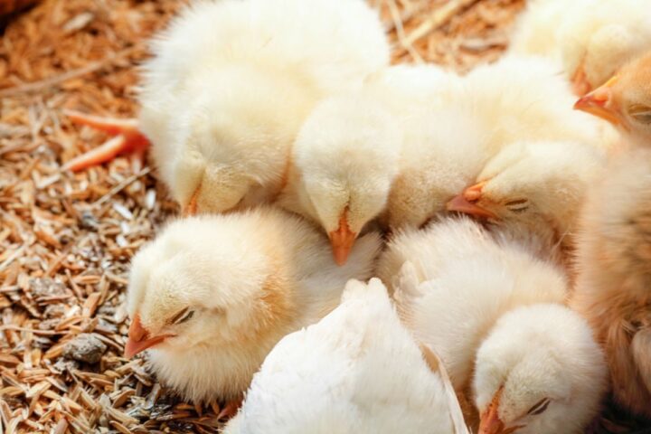 A Guide to Buying Chicks Through the Mail - Chicken & Chicks Info