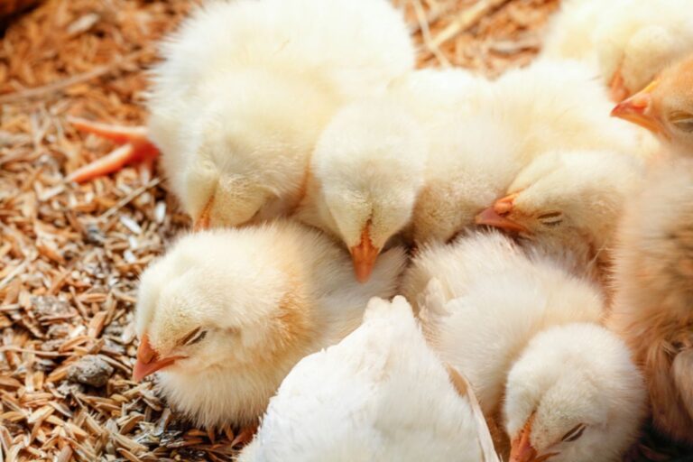A Guide to Buying Chicks Through the Mail - Chicken & Chicks Info