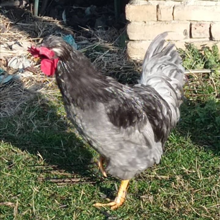 Sombor Kaporka Chicken Breed Info - Chicken & Chicks Info