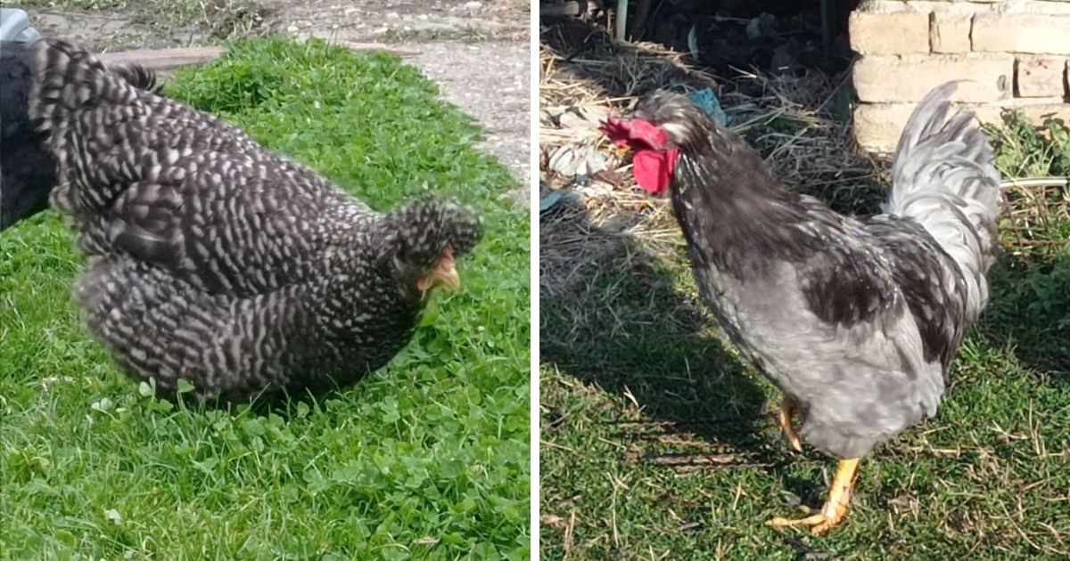 Sombor Kaporka Chicken Breed Info - Chicken & Chicks Info