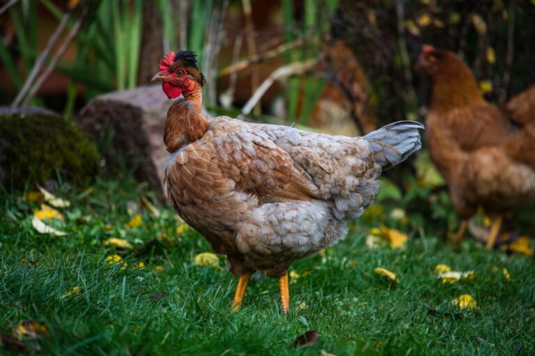 Turken (Naked Neck) Chicken Breed Info + Where to Buy - Chicken ...