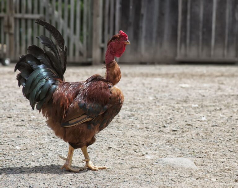 Turken (Naked Neck) Chicken Breed Info + Where to Buy - Chicken ...