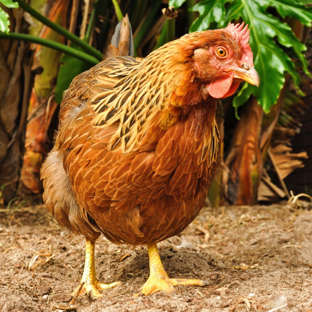 Breeds - Chicken & Chicks Info
