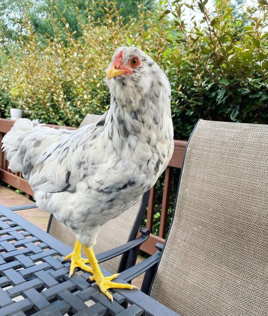 Whiting True Blue Chicken Breed Info - Chicken & Chicks Info