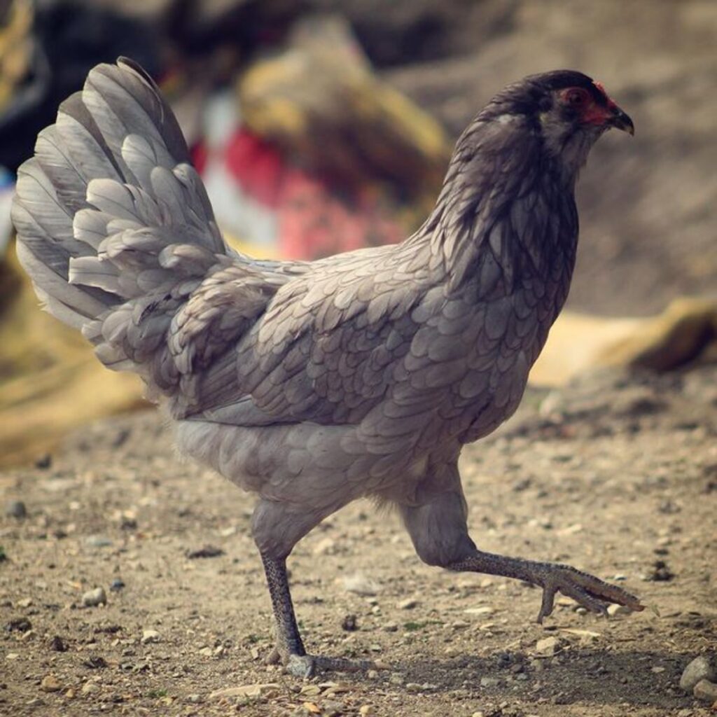 Whiting True Blue Chicken Breed Info - Chicken & Chicks Info