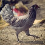 Whiting True Blue Chicken Breed Info - Chicken & Chicks Info