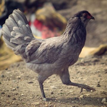 Whiting True Blue Chicken Breed Info - Chicken & Chicks Info