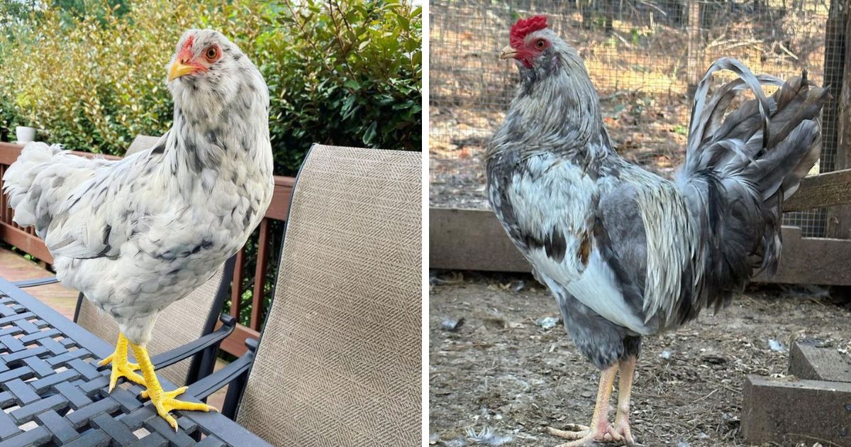 Whiting True Blue Chicken Breed Info - Chicken & Chicks Info