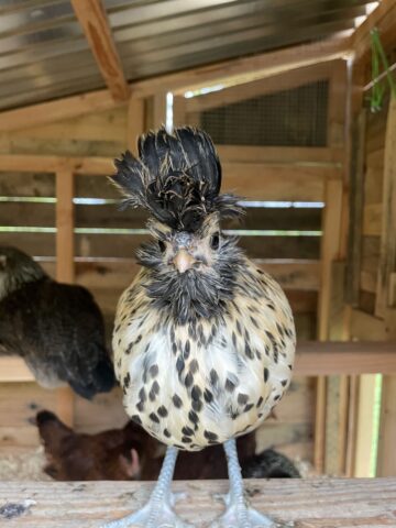 Brabanter Chicken Breed Info - Chicken & Chicks Info