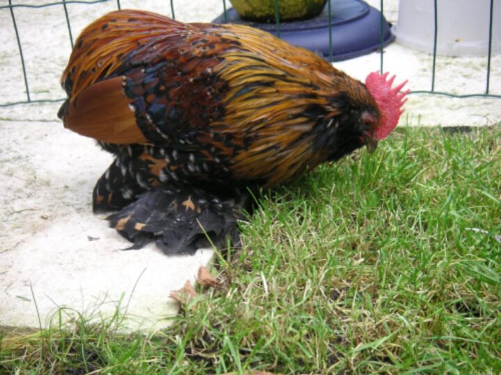 Belgian D’Everberg Chicken Breed Info - Chicken & Chicks Info