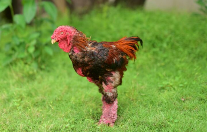 Dragon Chicken Breed Info - Chicken & Chicks Info