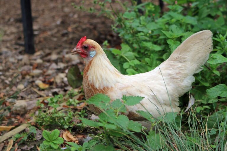 Dutch Bantam Chicken Breed Info - Chicken & Chicks Info