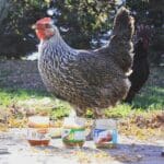 The Iowa Blue Chicken Breed Info - Chicken & Chicks Info