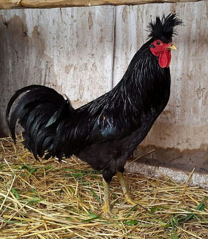 Kosova Longcrower Chicken Breed Info - Chicken & Chicks Info