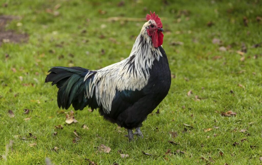 Norfolk Grey Chicken Breed Info - Chicken & Chicks Info