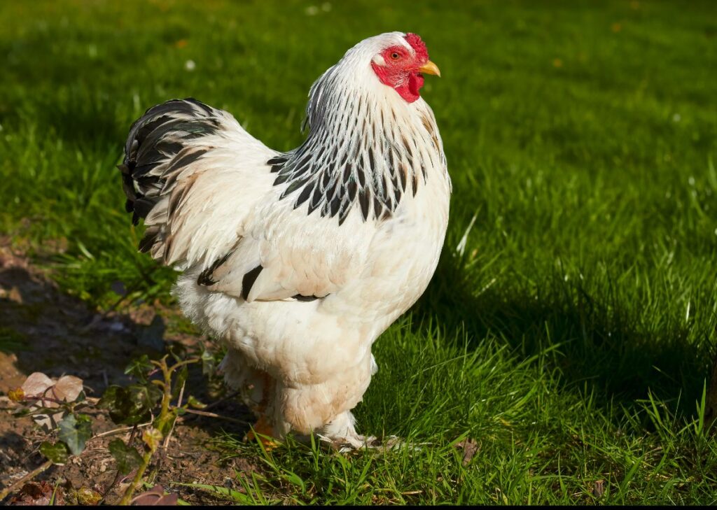 Sussex Chicken Breed Info + Where to Buy - Chicken & Chicks Info