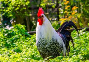 Braekel Chicken Breed Info - Chicken & Chicks Info
