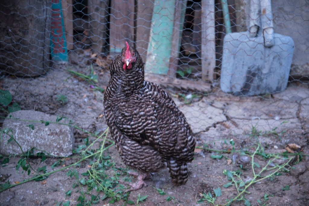 California Gray Chicken Breed Info - Chicken & Chicks Info